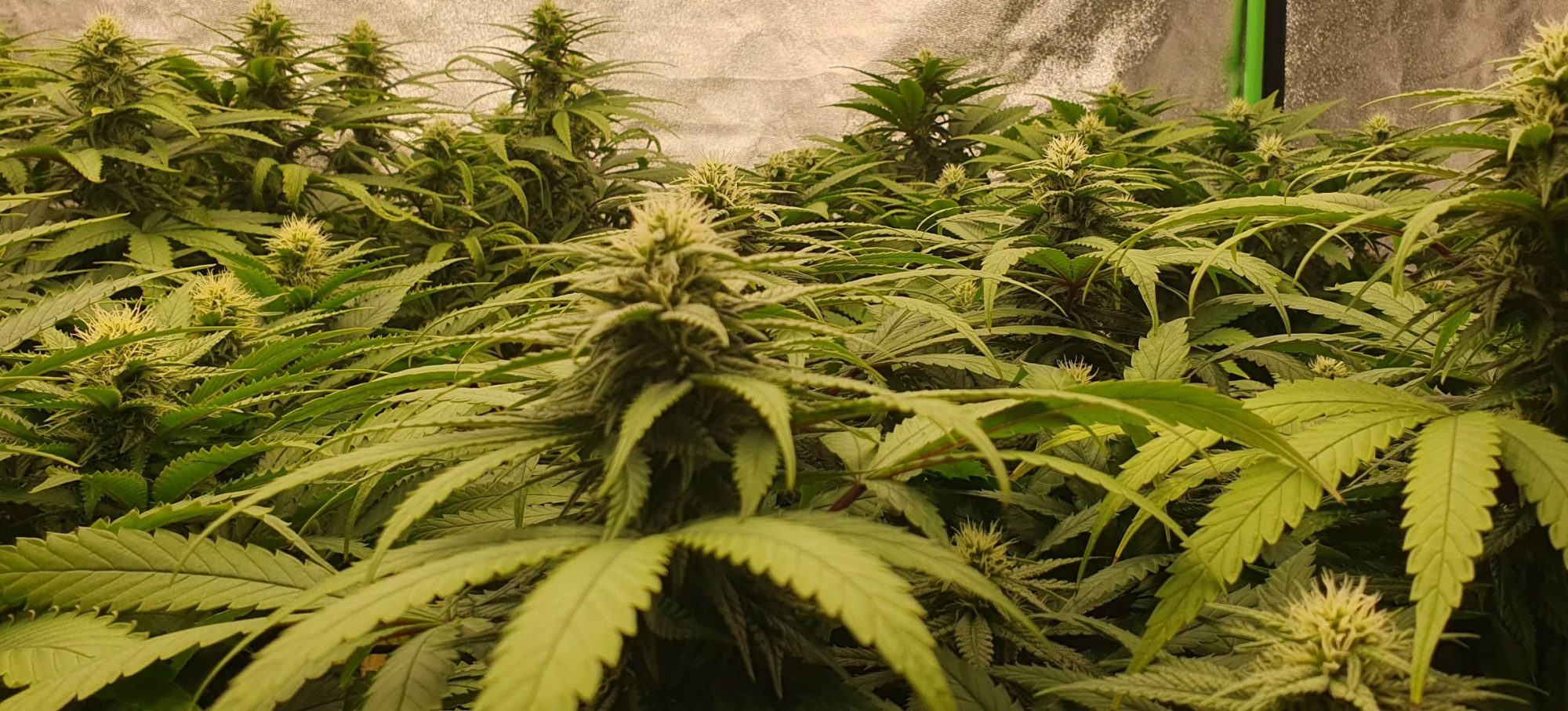 Cannabis Social Club Tree House Collective e.V.- Tree House Collective e.V.
